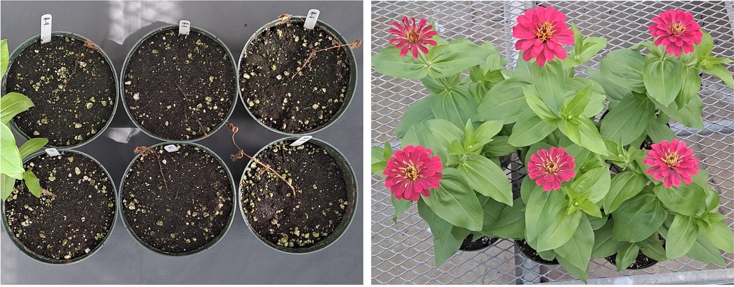 Sustainable Disease Management for Specialty Cut Flowers: Results from ...